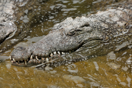 รูปภาพArchosaurier – เลือกดูภาพถ่ายสต็อก เวกเตอร์ และวิดีโอ69 | Adobe Stock