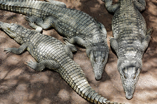 รูปภาพArchosaurier – เลือกดูภาพถ่ายสต็อก เวกเตอร์ และวิดีโอ71 | Adobe Stock