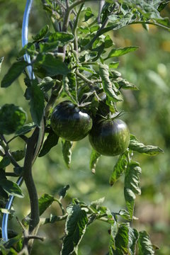 Tomatenstaude bilder – Bläddra bland 132 stockfoton, vektorer och ...