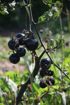 รูปภาพTomatenstaude – เลือกดูภาพถ่ายสต็อก เวกเตอร์ และวิดีโอ131 | Adobe ...