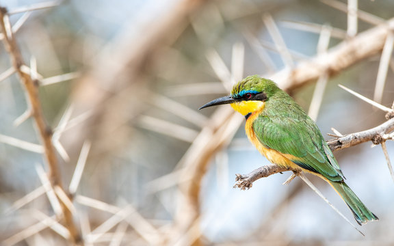 "Merops Pusillus" Images – Browse 1,115 Stock Photos, Vectors, and ...