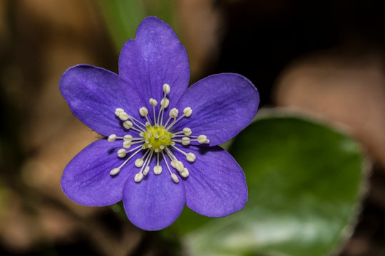 Violeta Images – Browse 12,292 Stock Photos, Vectors, and Video | Adobe ...