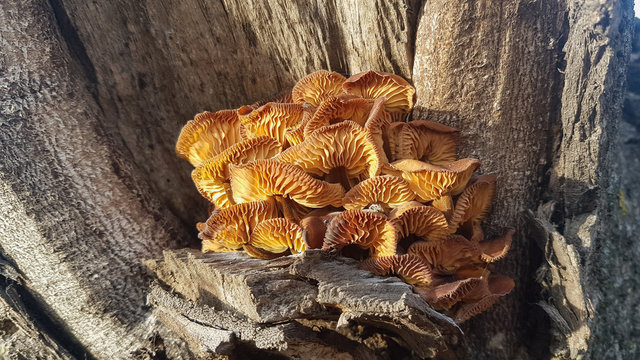 White-Toadstool bilder – Bläddra bland 147 stockfoton, vektorer och ...