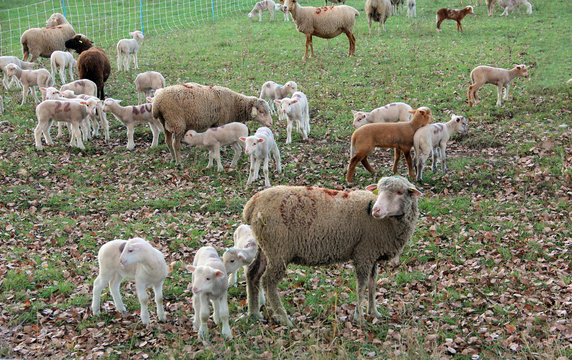 รูปภาพAgnelage – เลือกดูภาพถ่ายสต็อก เวกเตอร์ และวิดีโอ136 | Adobe Stock