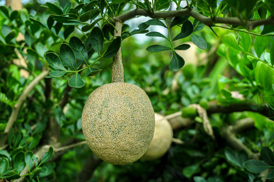 Kath Images – Parcourir 1,338 le catalogue de photos, vecteurs et ...