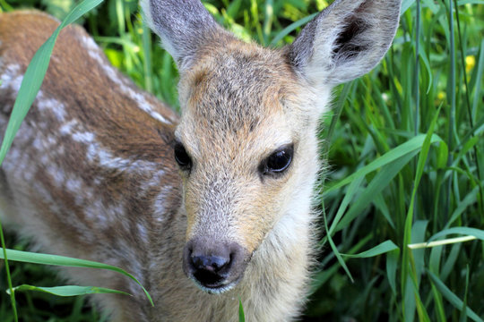รูปภาพBaa-Lamb – เลือกดูภาพถ่ายสต็อก เวกเตอร์ และวิดีโอ356 | Adobe Stock