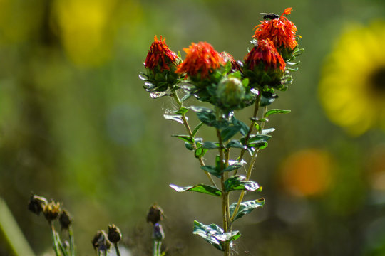 Flauer Images – Browse 29 Stock Photos, Vectors, and Video | Adobe Stock