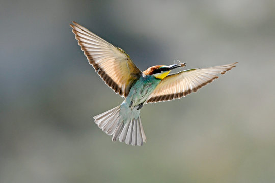 "Fliegender-Bilder: Stock-Fotos & -Videos. | Adobe Stock