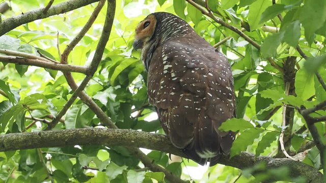 Wood-Owl Images – Browse 63 Stock Photos, Vectors, and Video | Adobe Stock