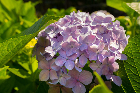 Frower 画像 - 参照 540 Stock 写真、ベクターおよびビデオ | Adobe Stock