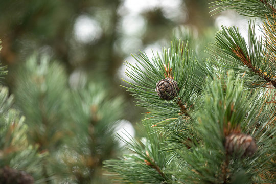 Zirbenbaum Bilder – Durchsuchen 1,423 Archivfotos, Vektorgrafiken und ...