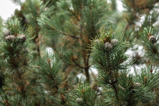 Zirbenbaum Bilder – Durchsuchen 1,423 Archivfotos, Vektorgrafiken und ...