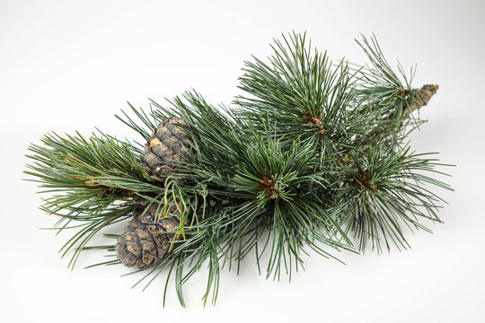 Zirbenbaum Bilder – Durchsuchen 1,423 Archivfotos, Vektorgrafiken und ...