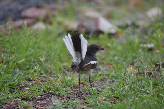 Trinath photos, images, assets | Adobe Stock