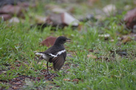 Trinath photos, images, assets | Adobe Stock