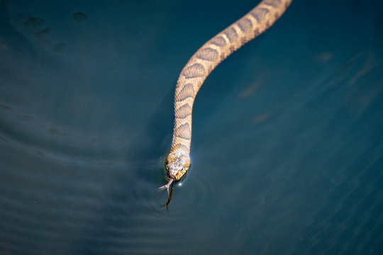 "Banded Water Snake" Images – Browse 687 Stock Photos, Vectors, and ...