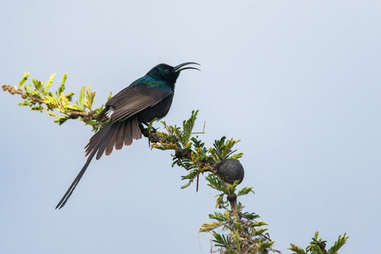 รูปภาพNectarinia – เลือกดูภาพถ่ายสต็อก เวกเตอร์ และวิดีโอ812 | Adobe Stock