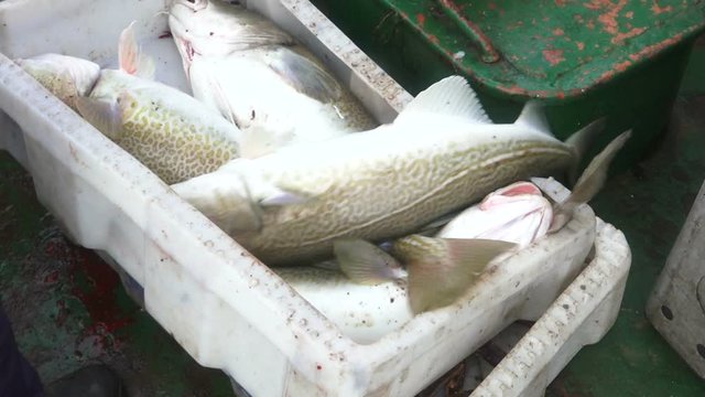 รูปภาพCod – เลือกดูภาพถ่ายสต็อก เวกเตอร์ และวิดีโอ1,407,210 | Adobe Stock