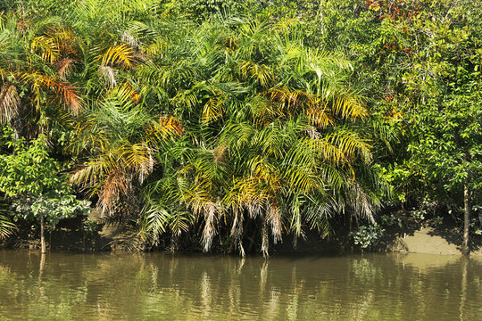 Sundorbon Images – Browse 34 Stock Photos, Vectors, and Video | Adobe Stock