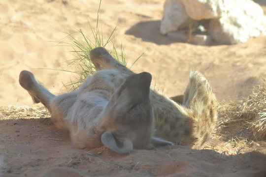 「Hyna」の写真素材 | 16件の無料イラスト画像 | Adobe Stock