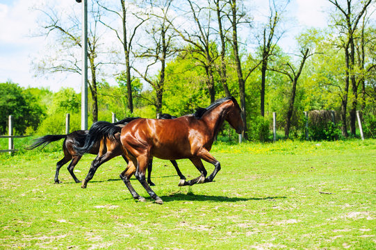 4,950 BEST Horse Running Forward IMAGES, STOCK PHOTOS & VECTORS | Adobe ...