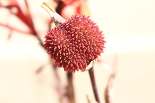 Angelina Alves photos, images, assets | Adobe Stock