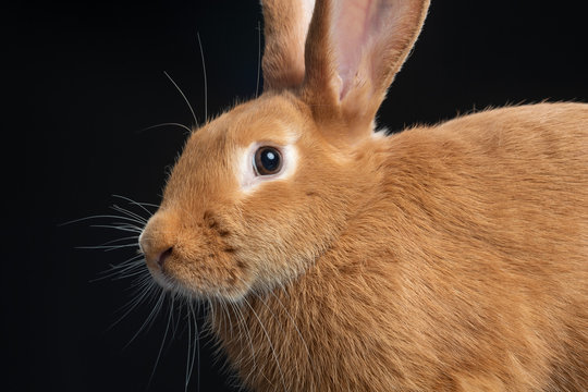 Fulvo Images – Browse 145 Stock Photos, Vectors, and Video | Adobe Stock