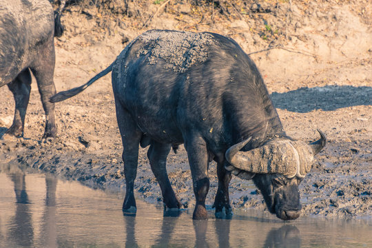 รูปภาพOrnery – เลือกดูภาพถ่ายสต็อก เวกเตอร์ และวิดีโอ42,233 | Adobe Stock