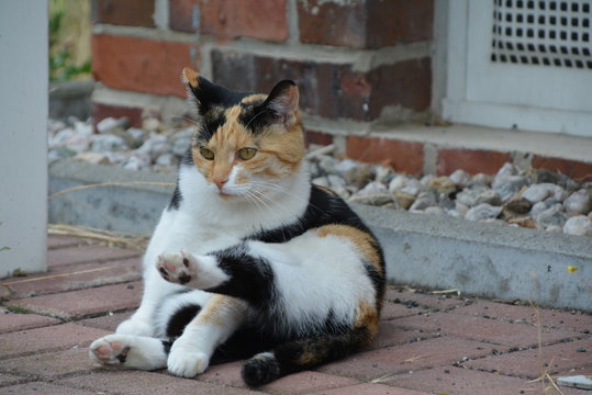 "Bunte Katze" Images – Browse 41 Stock Photos, Vectors, and Video ...