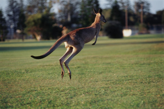 รูปภาพYamba – เลือกดูภาพถ่ายสต็อก เวกเตอร์ และวิดีโอ805 | Adobe Stock