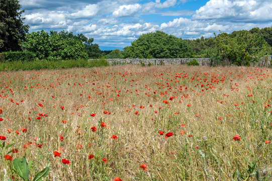 DIE 4,438 BESTEN BILDER, STOCK-FOTOS UND -VEKTORGRAFIKEN ZU „Remy ...