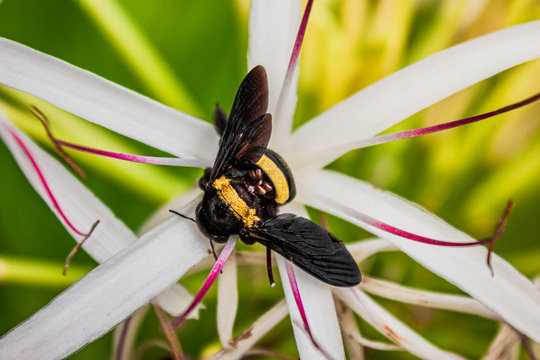 「Beee」の写真素材 | 47件の無料イラスト画像 | Adobe Stock