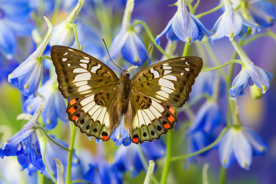 รูปภาพEuthalia – เลือกดูภาพถ่ายสต็อก เวกเตอร์ และวิดีโอ207 | Adobe Stock