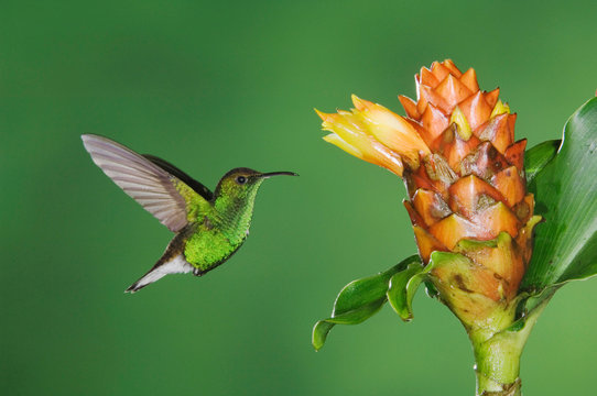 รูปภาพNectarivore – เลือกดูภาพถ่ายสต็อก เวกเตอร์ และวิดีโอ229 | Adobe Stock