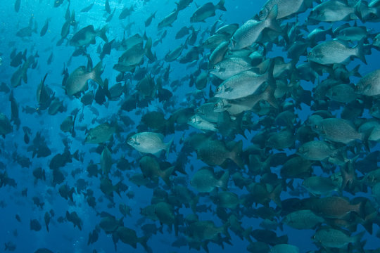 รูปภาพRudderfish – เลือกดูภาพถ่ายสต็อก เวกเตอร์ และวิดีโอ215 | Adobe Stock