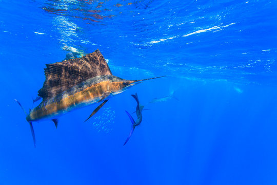Sailfish Underwater Images – Browse 1,382 Stock Photos, Vectors, and ...