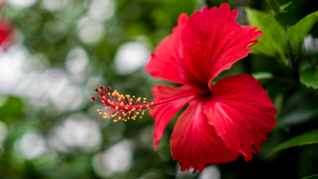 Gudhal Images – Browse 85 Stock Photos, Vectors, and Video | Adobe Stock