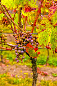 Agria-Bilder: Stock-Fotos & -Videos. | Adobe Stock