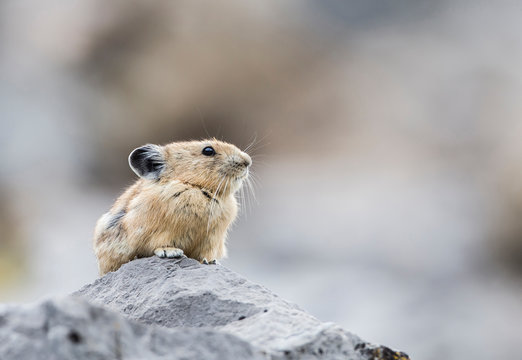 Ochotonidae-Bilder: Stock-Fotos & -Videos. | Adobe Stock