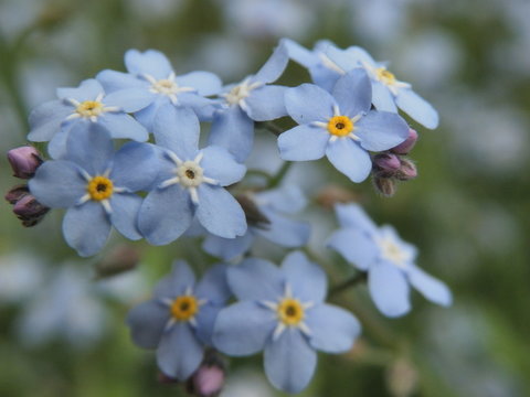 Imágenes de Flawer: descubre bancos de fotos, ilustraciones, vectores y ...