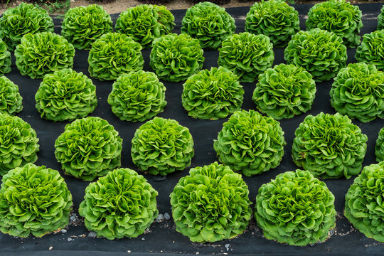 「Salanova」の写真素材 | 117件の無料イラスト画像 | Adobe Stock