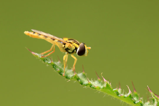 Graspollen Bilder – Durchsuchen 5,326 Archivfotos, Vektorgrafiken und ...