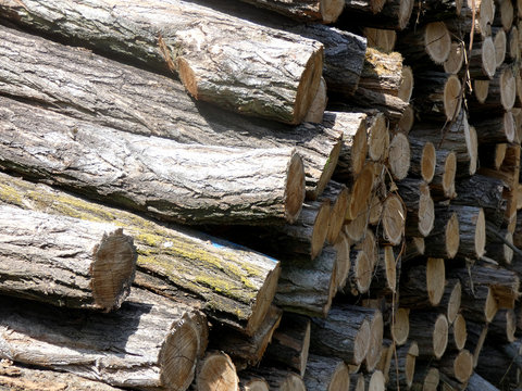 Korniki Images – Browse 42 Stock Photos, Vectors, and Video | Adobe Stock