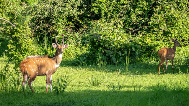 Afbeeldingen over "Bush Buck" – Blader in stockfoto's, vectoren en ...