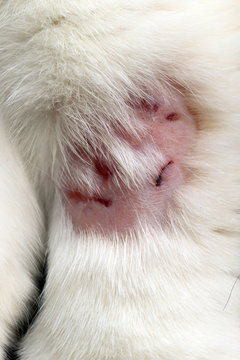 Katzenbiss - Images et vidéos libres de droits | Adobe Stock