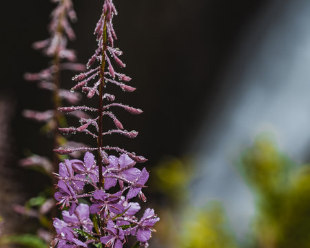 Geitrams Bilder – Durchsuchen 89 Archivfotos, Vektorgrafiken und Videos ...