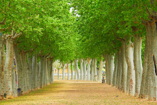 Imagens de Grove – Explore Fotografias do Stock, Vetores e Vídeos de ...