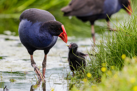 Pukeko Bilder – Durchsuchen 1,220 Archivfotos, Vektorgrafiken und ...
