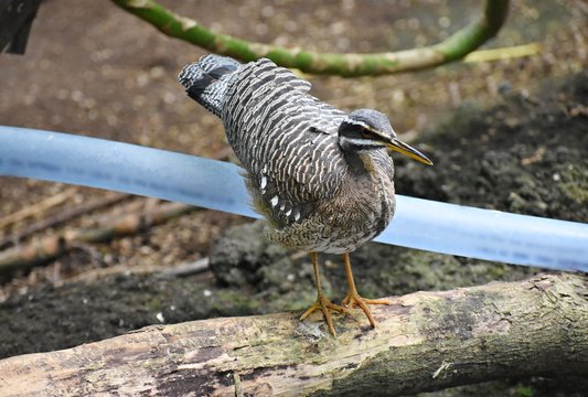 Eurypygidae Images – Browse 52 Stock Photos, Vectors, and Video | Adobe Stock