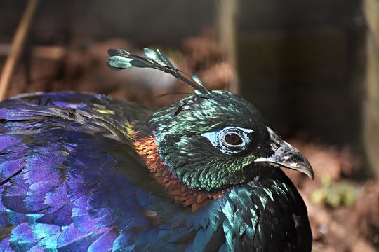 Impeyan Pheasant Female